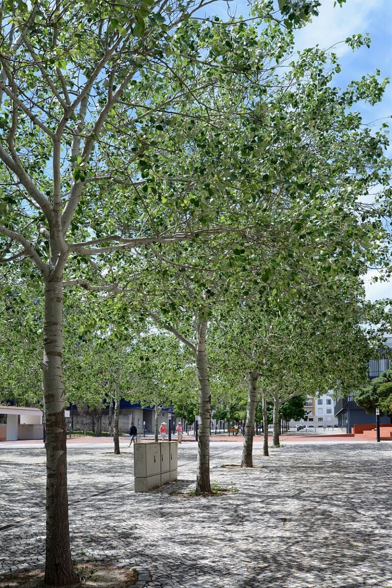 What Kind Of Trees Are Used To Make Paper? | DRS Print Studio