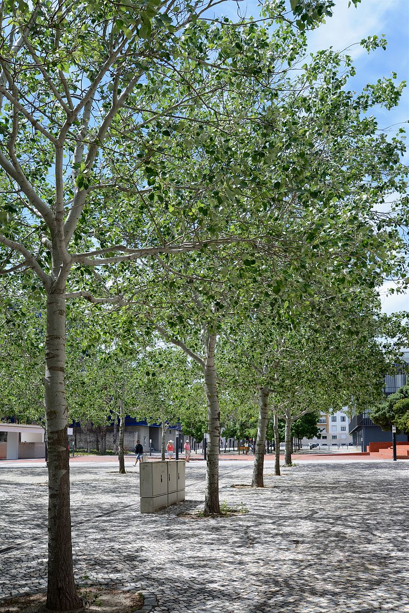 What Kind Of Trees Are Used To Make Paper? | DRS Print Studio