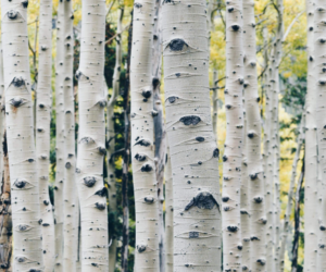 What Kind Of Trees Are Used To Make Paper? | DRS Print Studio