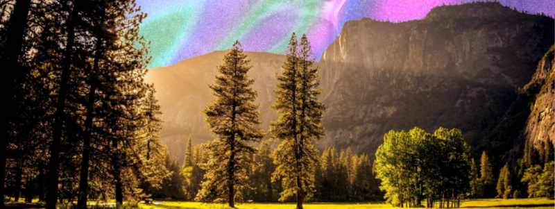 What Kind Of Trees Are Used To Make Paper? | DRS Print Studio